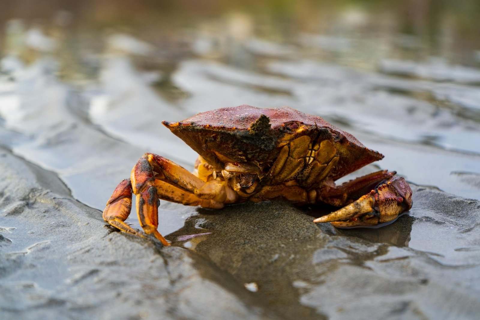 Top 10 Best Crab Types That Are Popular for Seafood - intothebluu.com