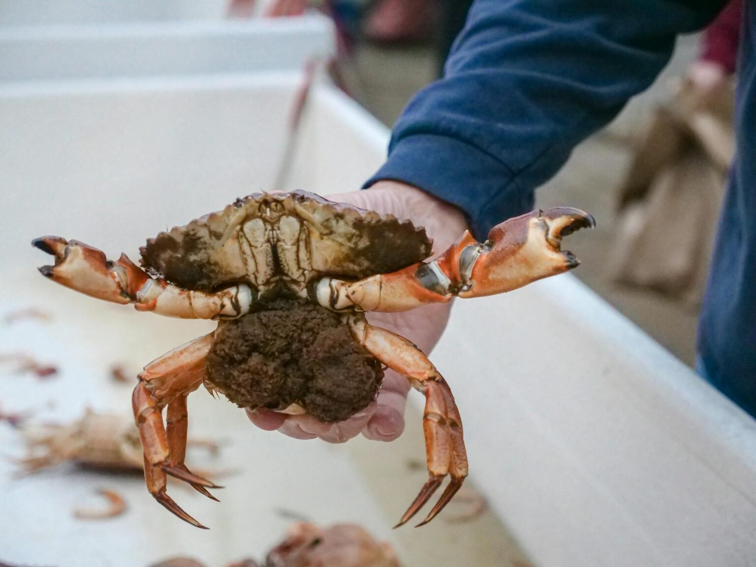 Top 10 Best Crab Types That Are Popular for Seafood - intothebluu.com